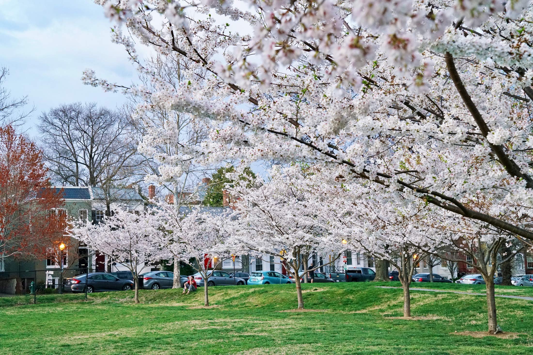 Home - Friends of Rose Park, Washington DC