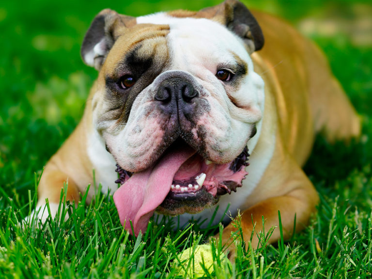 Home - Friends of Rose Park, Washington DC